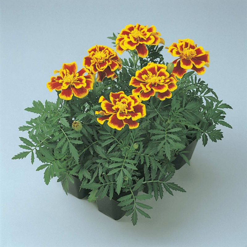 Marigold Durango Bee Seed – Harris Seeds