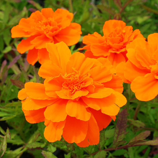Marigold Durango Mix Seed – Harris Seeds