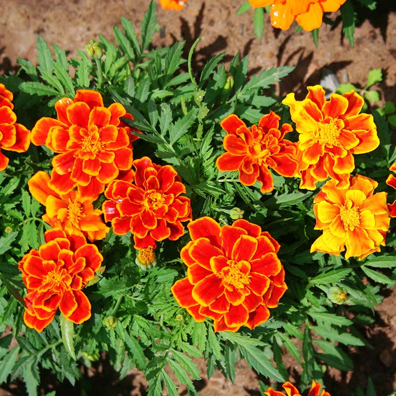 Marigold Durango Mix Seed – Harris Seeds