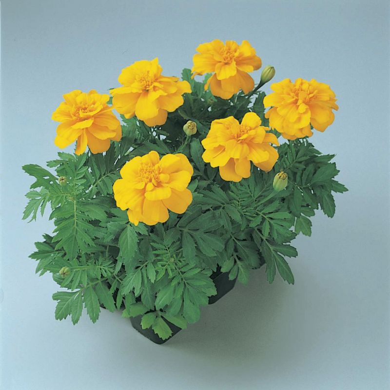 Marigold Durango Yellow Seed – Harris Seeds