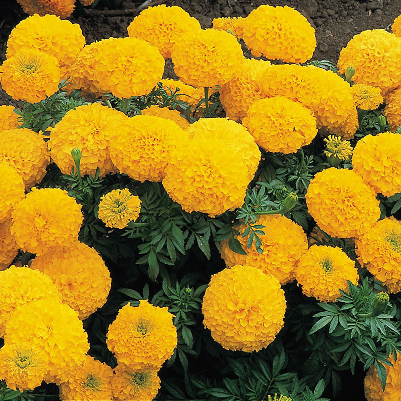Marigold Inca II Gold F1 Seed – Harris Seeds
