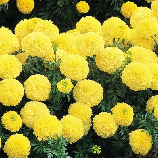 Marigold Inca II Primrose F1 Seed – Harris Seeds