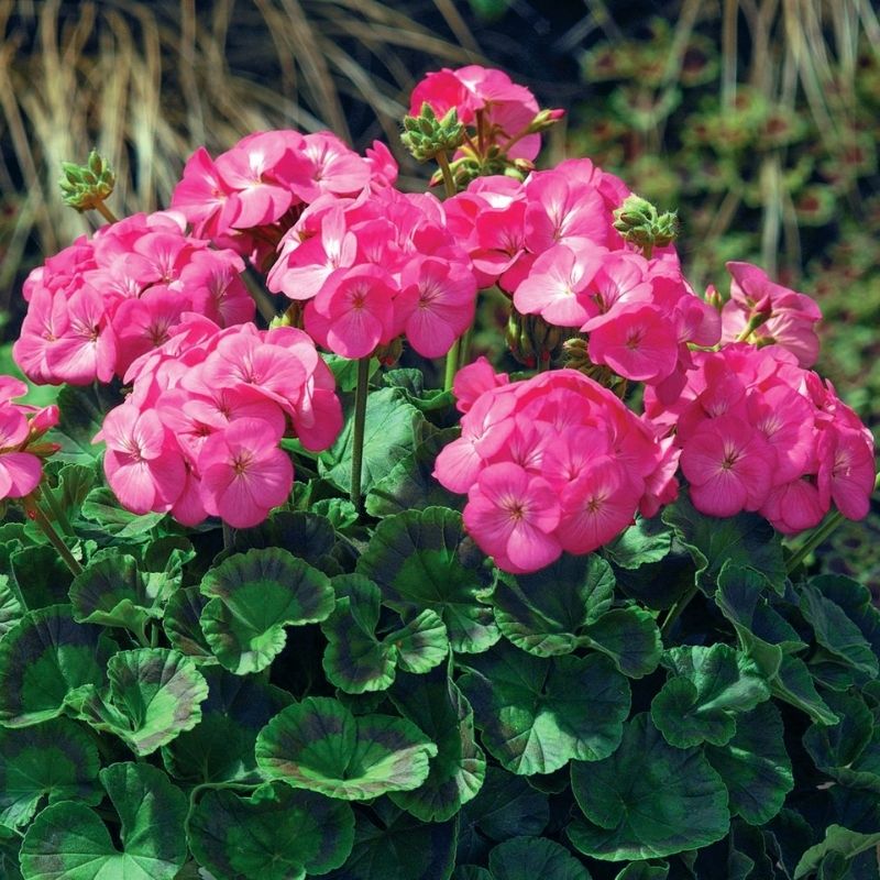 Pink Geranium Plant
