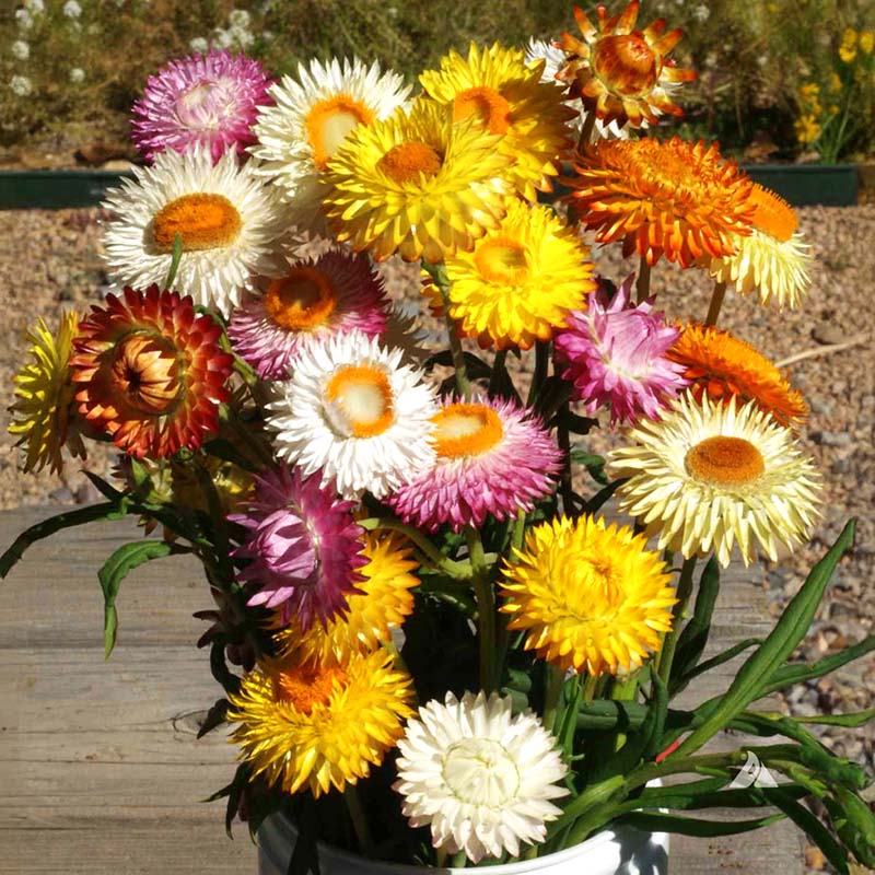 Strawflower Double Mixed Colors Seed – Harris Seeds