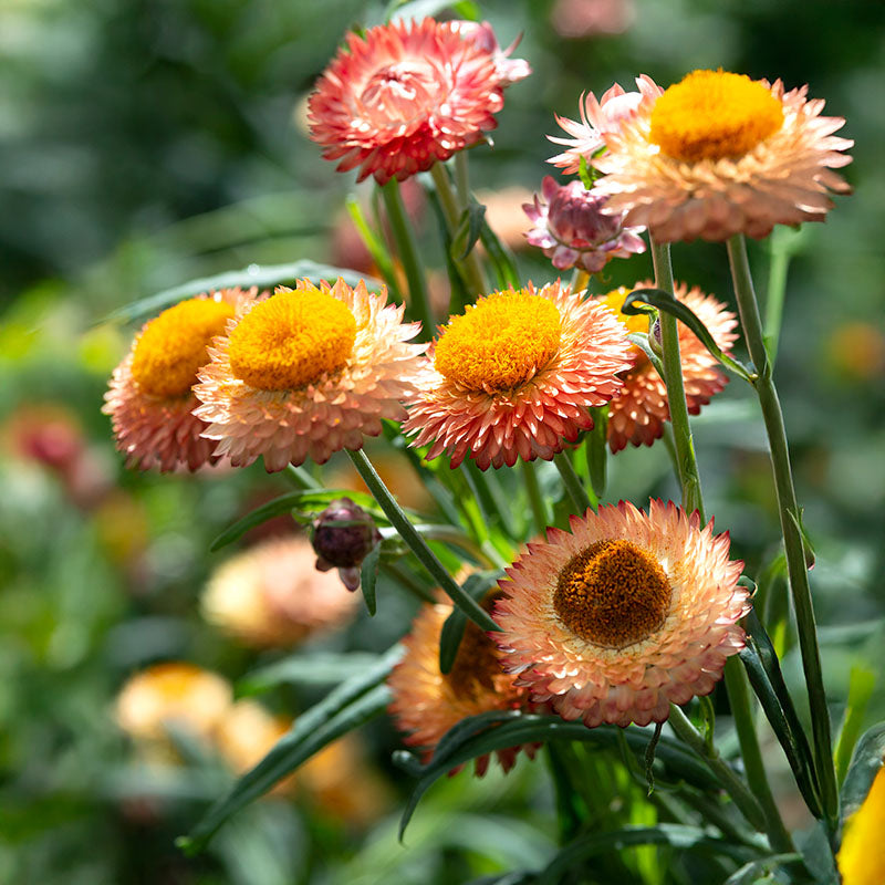 Strawflower Double Mixed Colors Seed – Harris Seeds
