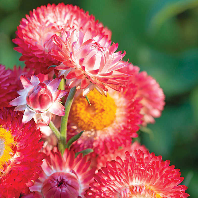 Strawflower Double Mixed Colors Seed – Harris Seeds