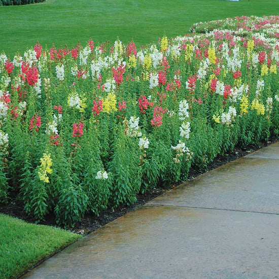 Snapdragon Liberty Classic Mix F1 Seed – Harris Seeds