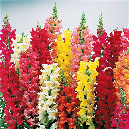 Snapdragon Liberty Classic Mix F1 Seed – Harris Seeds