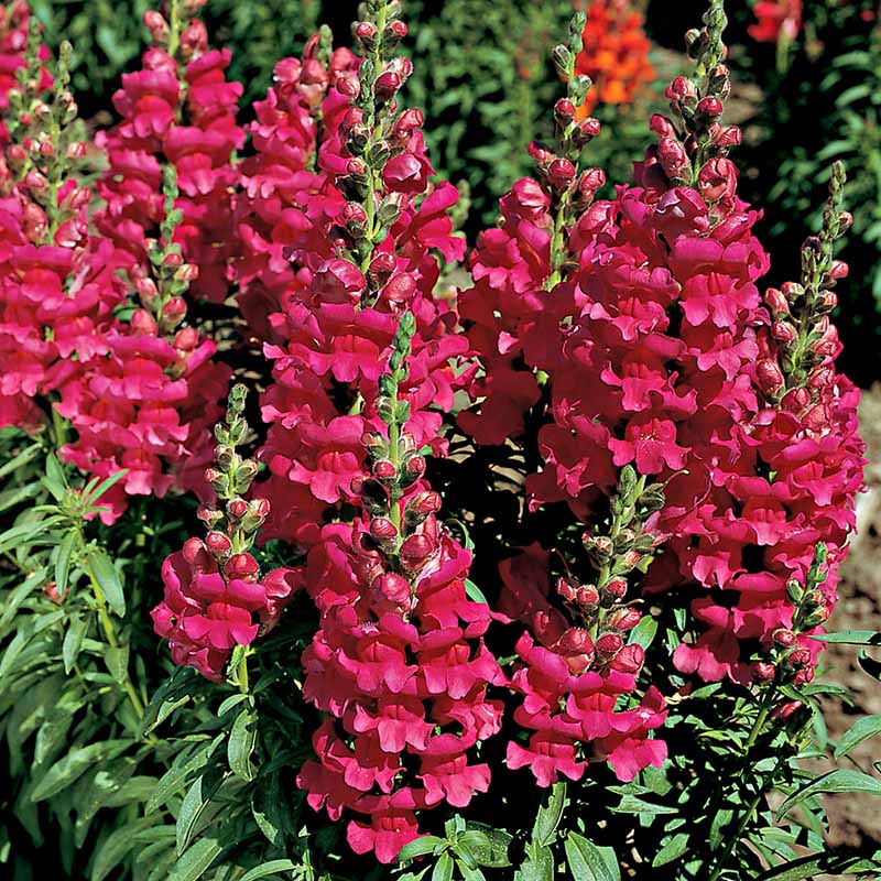 Snapdragon Liberty Classic Mix F1 Seed – Harris Seeds