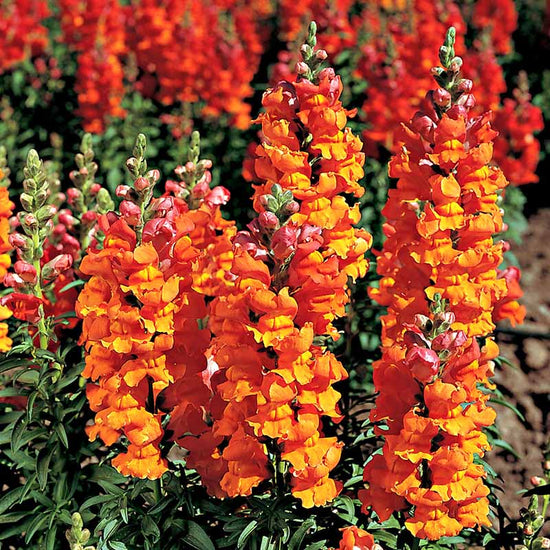 Snapdragon Liberty Classic Mix F1 Seed – Harris Seeds