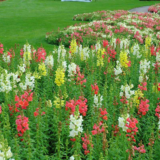 Snapdragon Liberty Classic Mix F1 Seed – Harris Seeds