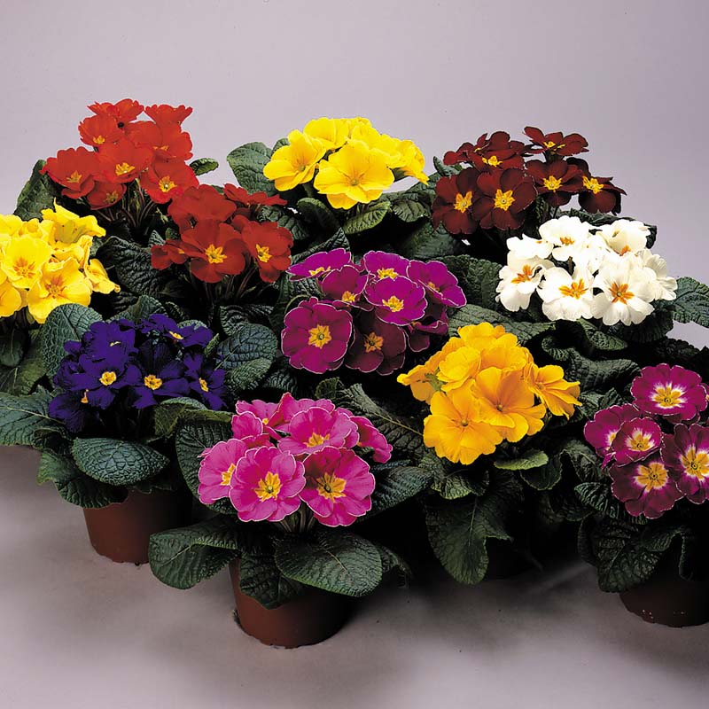 Primula Danova Growers Select Mix F1 Seed – Harris Seeds