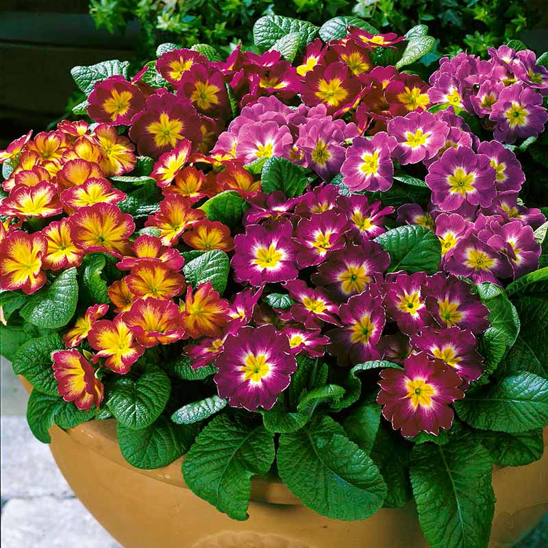 Primula Danova Growers Select Mix F1 Seed – Harris Seeds