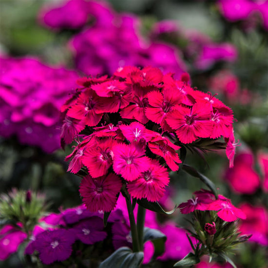 Dianthus Amazon Neon Cherry F1 Seed – Harris Seeds