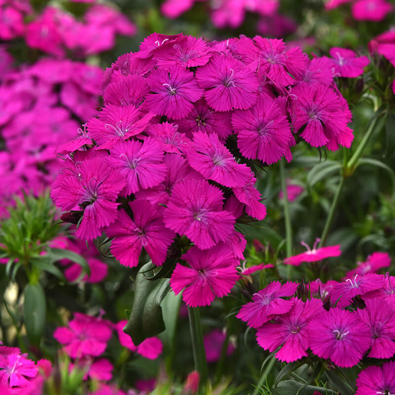 Dianthus Amazon Neon Cherry F1 Seed – Harris Seeds