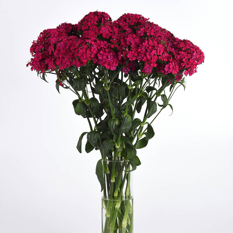 Dianthus Amazon Neon Cherry F1 Seed – Harris Seeds