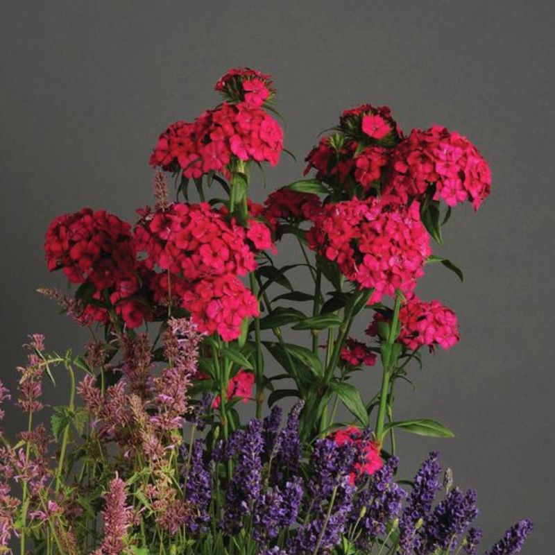 Dianthus Amazon Neon Cherry F1 Seed – Harris Seeds