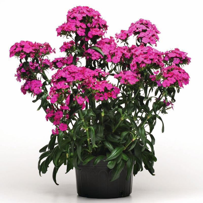 Dianthus Amazon Neon Purple F1 Seed – Harris Seeds