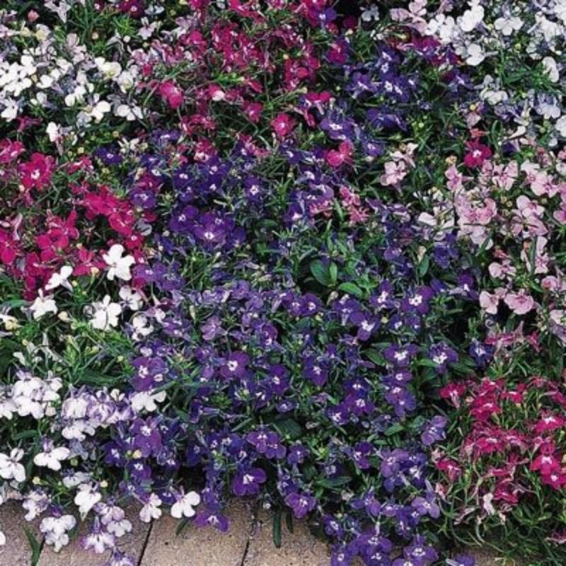 Lobelia Riviera Mix Seed – Harris Seeds
