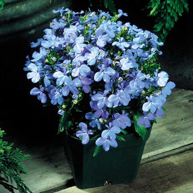 Lobelia Riviera Mix Seed – Harris Seeds