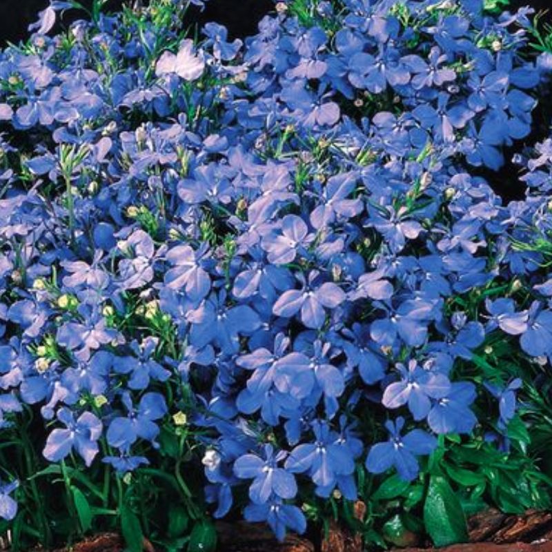Lobelia Riviera Sky Blue Seed – Harris Seeds
