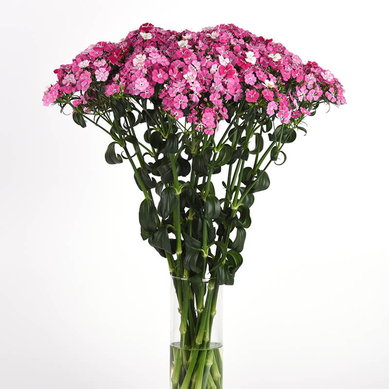 Dianthus Amazon Rose Magic F1 Seed – Harris Seeds