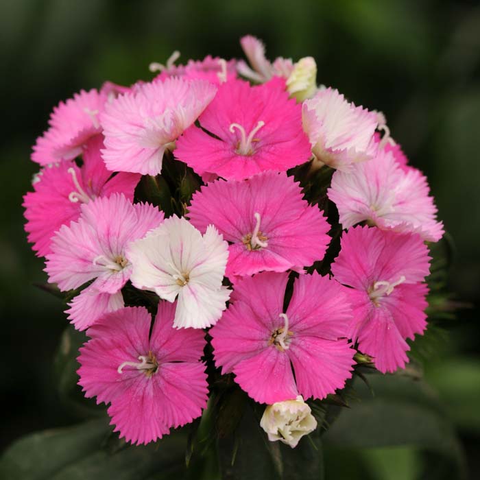 Dianthus Amazon Rose Magic F1 Seed – Harris Seeds