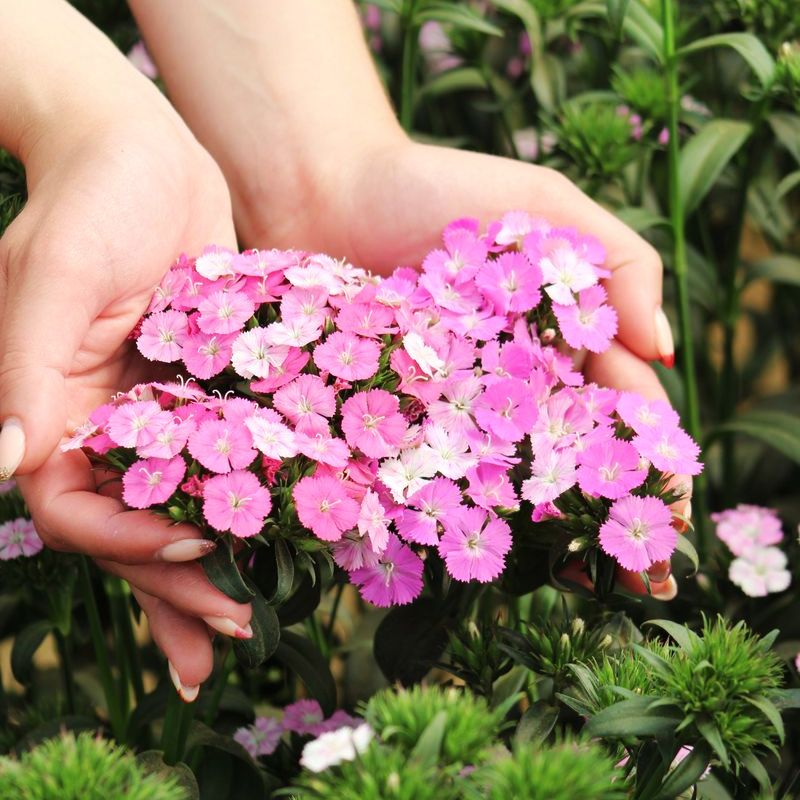Dianthus Amazon Rose Magic F1 Seed – Harris Seeds