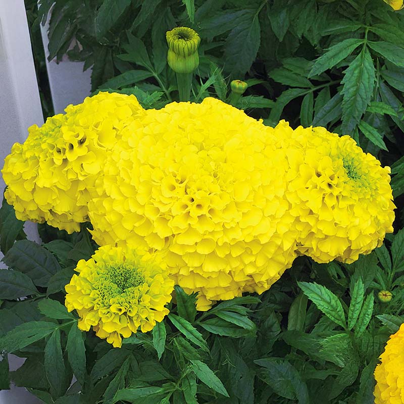 Marigold Perfection Yellow F1 Seed – Harris Seeds
