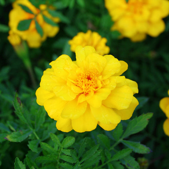 Marigold Safari Mix Seed – Harris Seeds