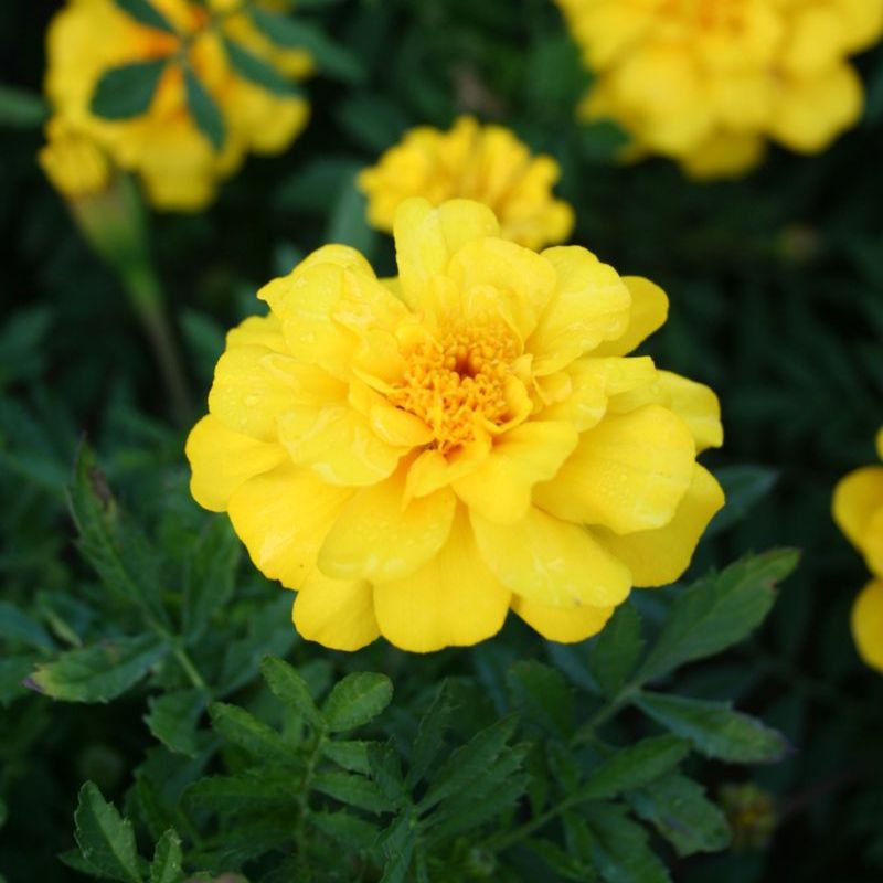 Marigold Safari Yellow Seed – Harris Seeds