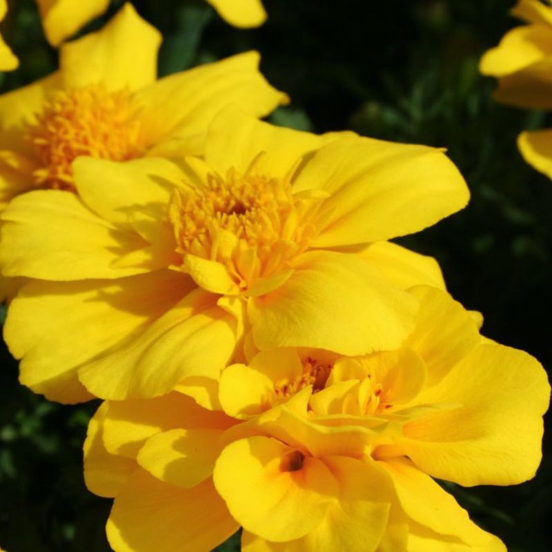 Marigold Safari Yellow Seed – Harris Seeds