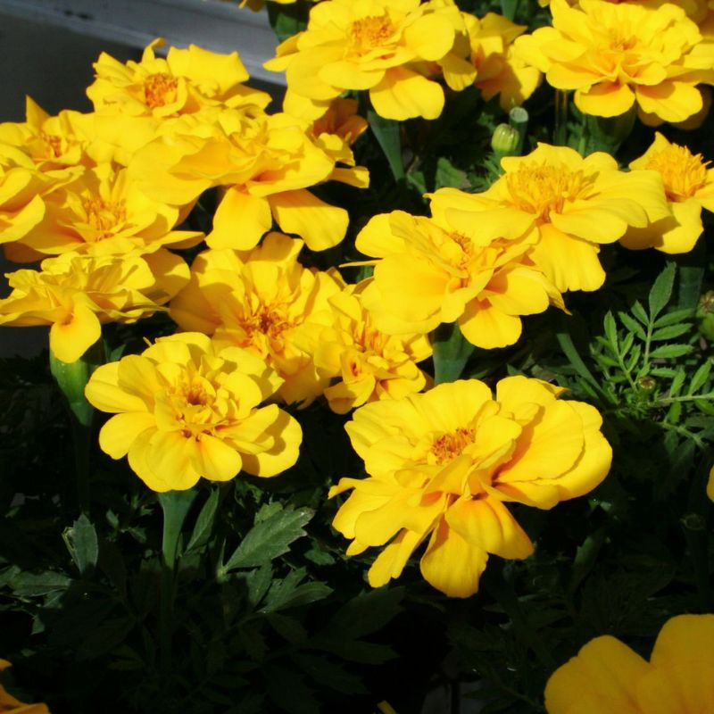 Marigold Safari Yellow Seed – Harris Seeds