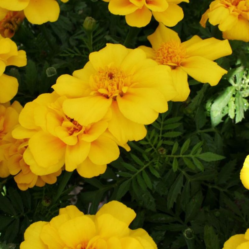 Marigold Safari Yellow Seed – Harris Seeds