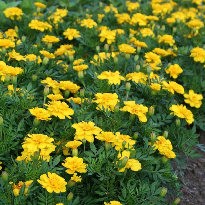 Marigold Safari Yellow Seed – Harris Seeds