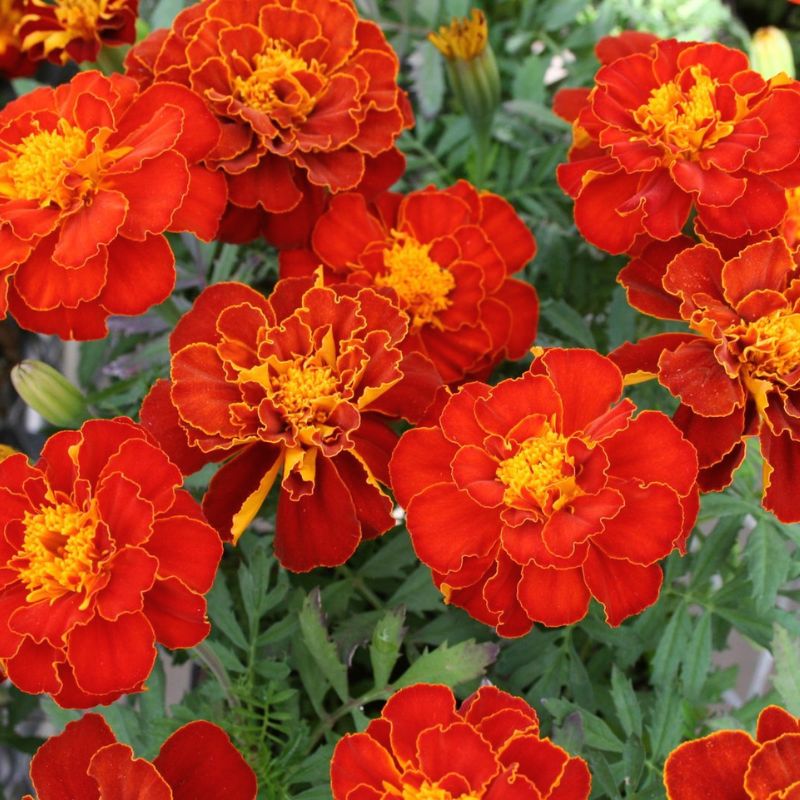 Marigold Safari Red Seed – Harris Seeds