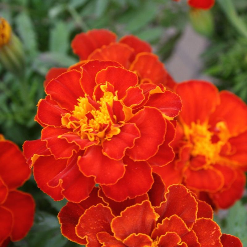 Marigold Safari Red Seed – Harris Seeds