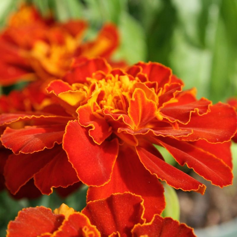 Marigold Safari Red Seed – Harris Seeds