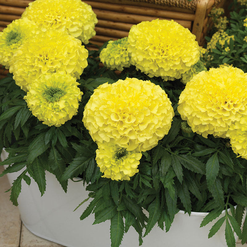 Marigold Antigua Primrose F1 Seed – Harris Seeds