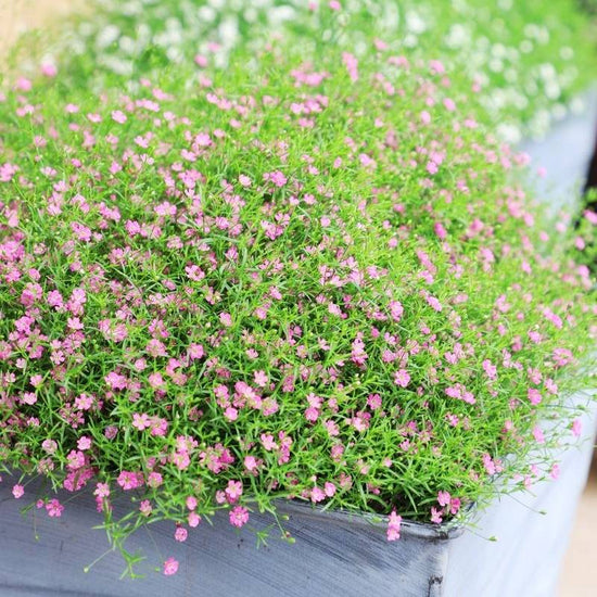 Gypsophila Gypsy Deep Rose Seed – Harris Seeds