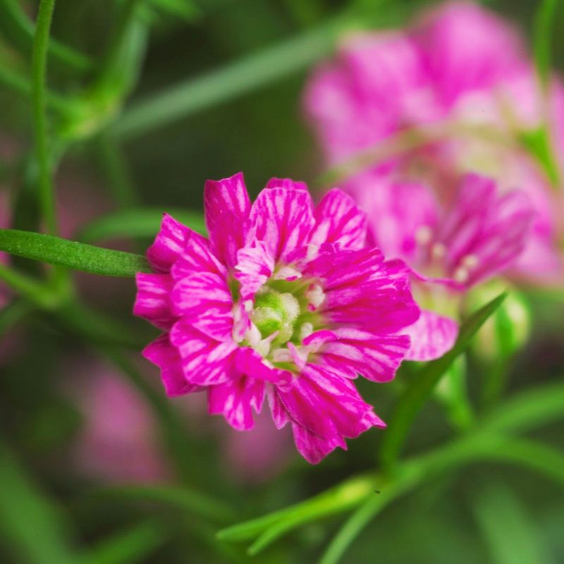 Gypsophila Gypsy Deep Rose Seed – Harris Seeds