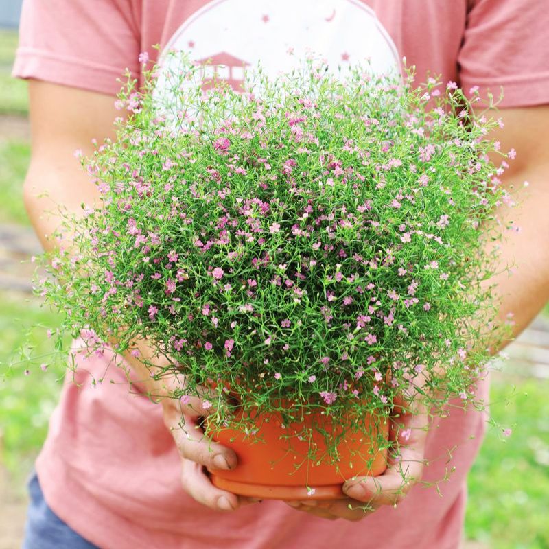 Gypsophila Gypsy Deep Rose Seed – Harris Seeds