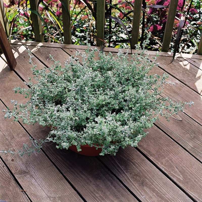 Helichrysum Silver Mist Seeds – Harris Seeds