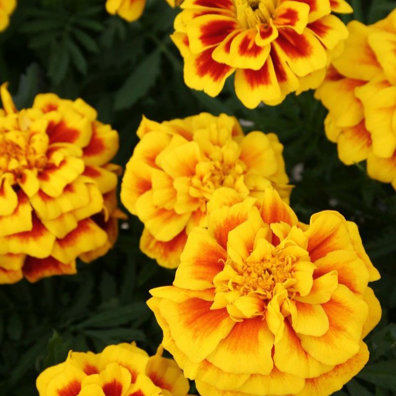 Marigold Safari Yellow Fire Seed – Harris Seeds
