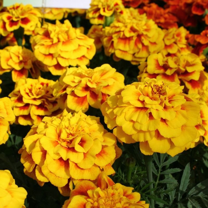 Marigold Safari Yellow Fire Seed – Harris Seeds