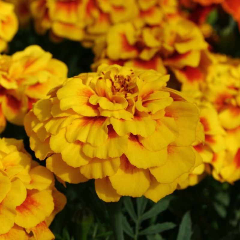 Marigold Safari Yellow Fire Seed – Harris Seeds