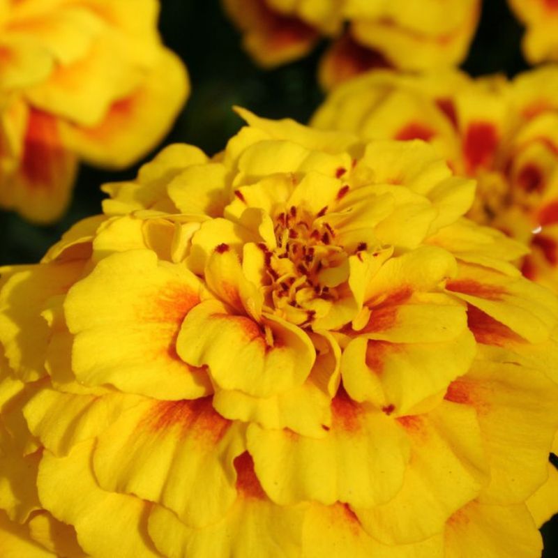 Marigold Safari Yellow Fire Seed – Harris Seeds