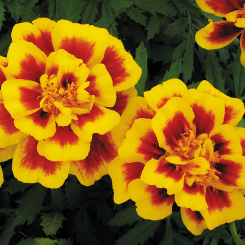 Marigold Safari Yellow Fire Seed – Harris Seeds