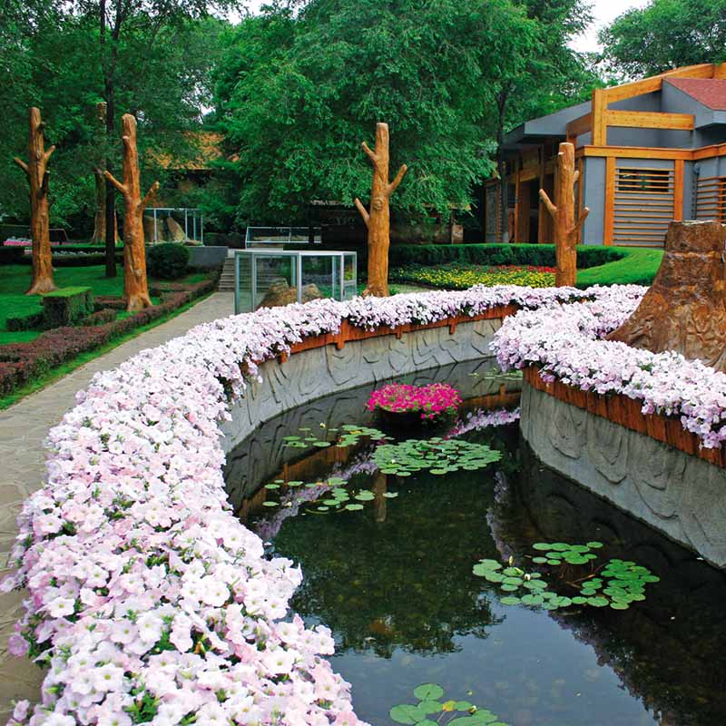 Petunia Wave Misty Lilac F1 Seed – Harris Seeds