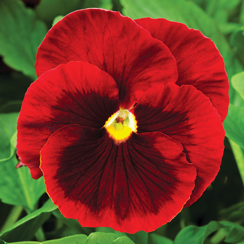 Pansy Delta Premium Blotch Mix F1 Seed – Harris Seeds